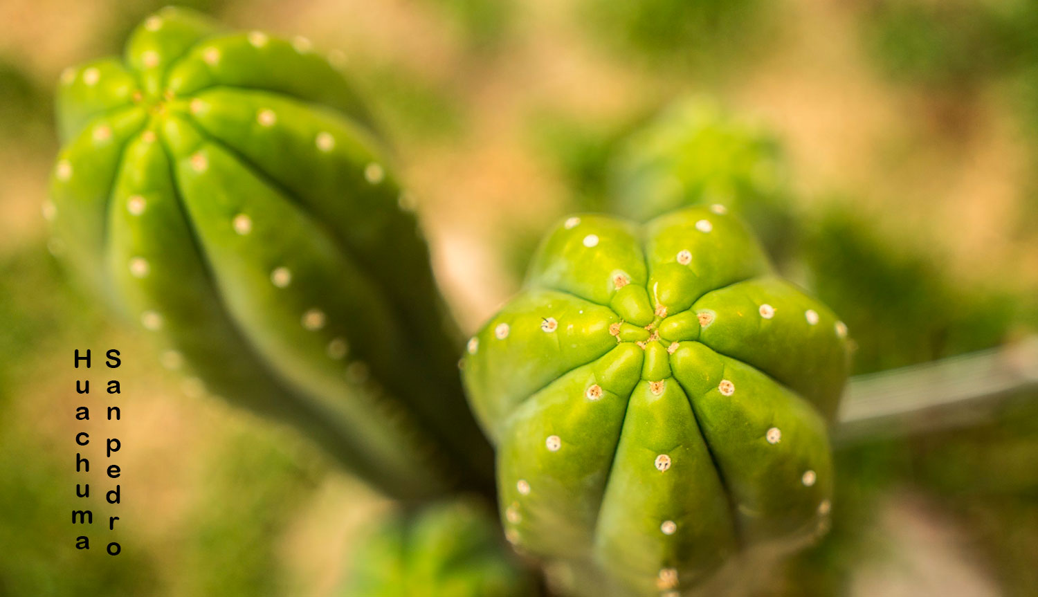 Spiritual Journey with Huachuma (San Pedro) Ceremony 7d/6n | PeruTreks